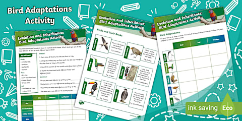 Bird Beaks Matching Worksheet