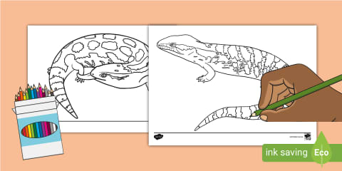 KS1 Blue-Tongued Lizard Fact File - Twinkl