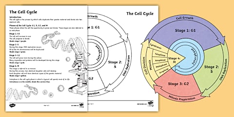 Cell Cycle and Stages of Mitosis Matching Worksheet for 6th-8th Grade