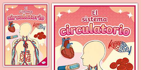 Hoja de actividad: Sistema circulatorio