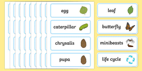 Life Cycles Word Cards