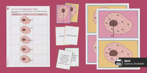 Draw and Label Activity - Animal Cell Diagram To Label