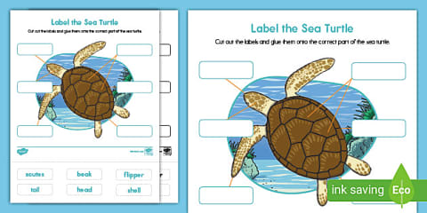 Sea Turtle Life Cycle Worksheet (Under the Sea)