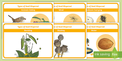 Seed Dispersal Sorting Worksheet