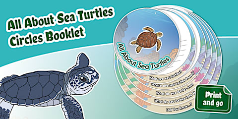 Life Cycle of a Sea Turtle Flap Book