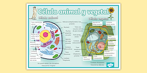 Guía de trabajo: Comparando la célula animal con la vegetal