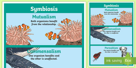 Seventh Grade Symbiosis Color by Number Worksheet