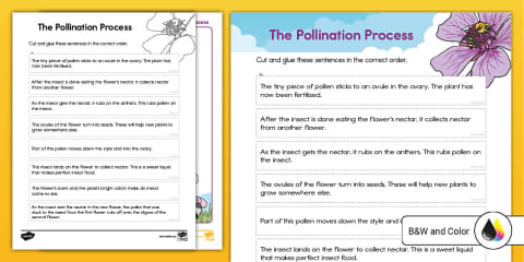 The Pollination Process Worksheet for K-2nd Grade