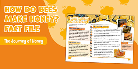 Busy Honeybees Reading Comprehension