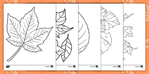 Fall Leaves Color Match Worksheet
