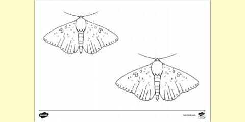 Moth Cut-Outs