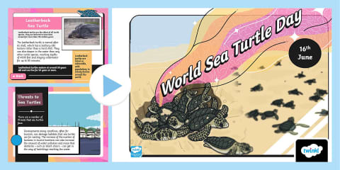 KS1 The Life Cycle of a Sea Turtle PowerPoint