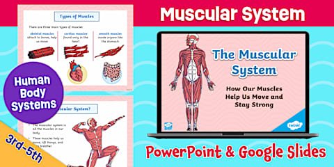 Systems in the Human Body: Musculoskeletal System PowerPoint