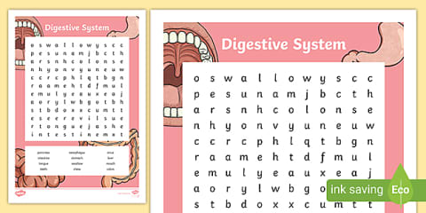 Digestive System Diagram Activity Pack