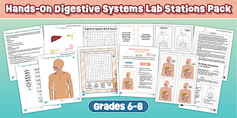 Seventh Grade Respiratory System Assessment