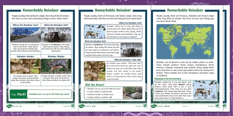 A Christmas Collar: KS1 All About Reindeer PowerPoint