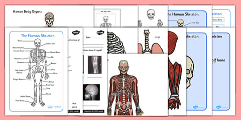 Human Body Muscles Diagram Activity Pack