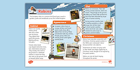 All About Robins Fact File Writing Frames
