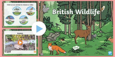 Woodland Animal Habitats PowerPoint