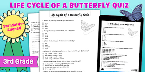 Third Grade Life Cycle of a Butterfly Reading Passage Comprehension