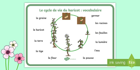 Images à ordonner : le cycle de vie du haricot