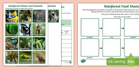 Grasslands Food Web Activity