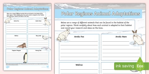 Rainforest Animal Adaptations Activity Sheet