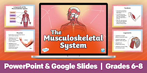 Muscular System PowerPoint & Google Slides for 3rd-5th Grade