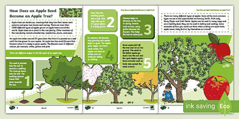 Life Stages of an Apple Cut and Stick