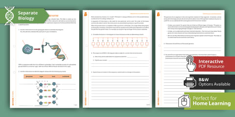 DNA Simple Diagram Activity Sheet - Biology - Beyond