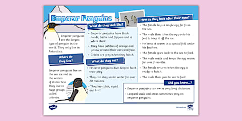 Penguin Fact Cards