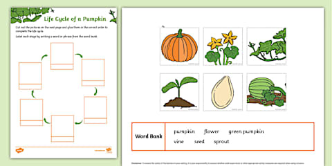 First Grade Life Cycle of a Pumpkin Reading Passage Comprehension Worksheet