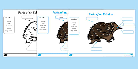 Australian Animals Echidna Resource Pack