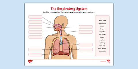 KS2 The Human Lungs QR Labelling Activity