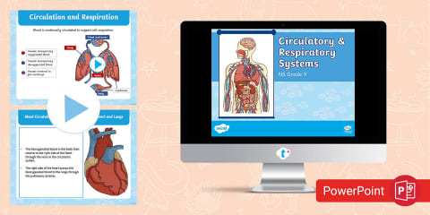 KS2 Human Body Circulatory System Teaching Pack