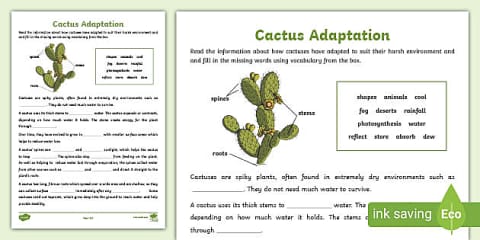 Australian Eucalyptus Plant Adaptations Fact File
