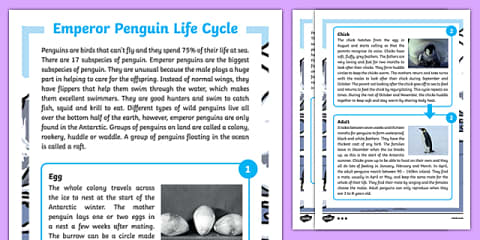 Penguins Fact File Template, Penguin Facts