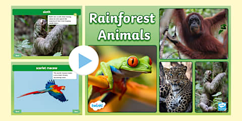 Rainforests Quiz PowerPoint - key terms, test, glossary, ks4, gcse ...