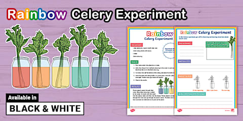 EYLF Coloured Celery Science Experiment Pack