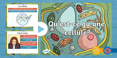 The Difference Between Animal and Plant Cells French