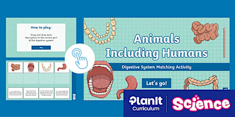 Digestive System Interactive Jigsaw