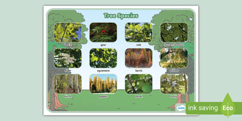 Deciduous Trees Matching Puzzle
