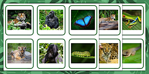 Jungle Animals and Their Babies Matching Cards