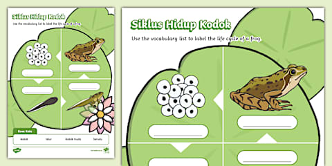 Frog Life Cycle Wall Chart and Word Cards - Indonesian