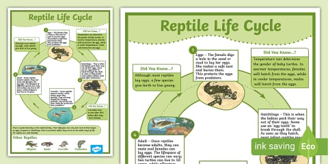 Life Cycle of a Llama Display Poster