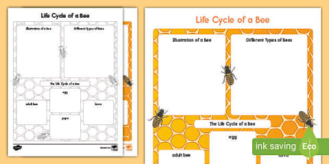 Life Stages of a Bee Diorama Labelling Craft Activity