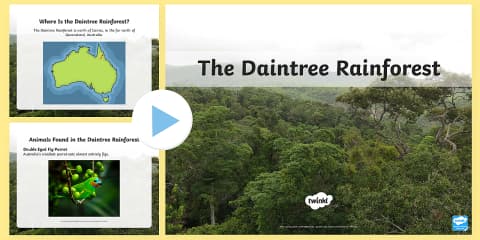 Daintree Rainforest Food Chains Activity Sheets