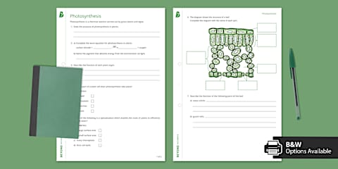 Structure of a Leaf Worksheet