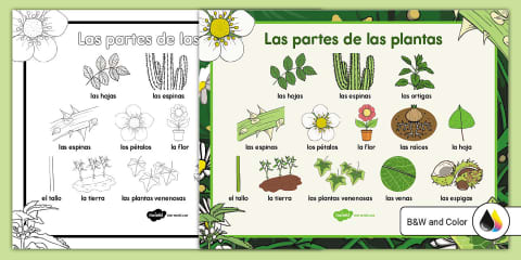 Folio giratorio: Partes de una planta - Aprendizaje cooperativo