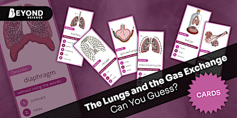 Respiratory System Labelling Activity
